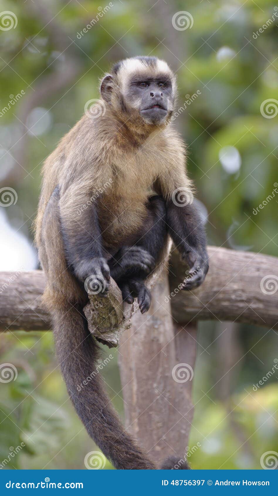 Prego Monkey stock image. Image of tail, america, expression - 48756397