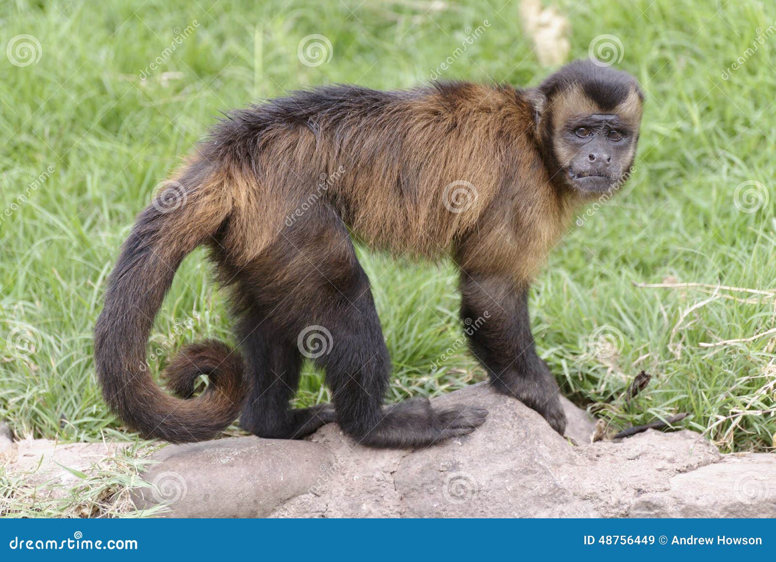 Prego Monkey stock image. Image of apella, gesture, green - 48756449