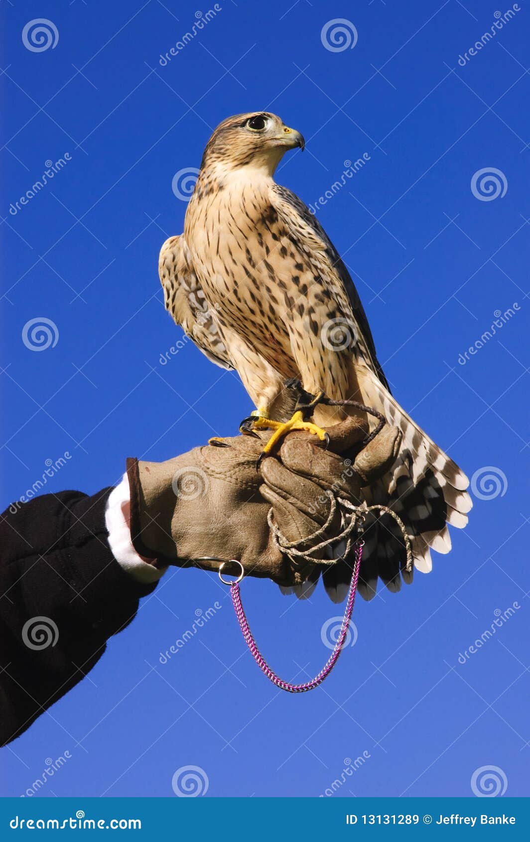Pregrine Falcon Cross on Gloved Hand Stock Image - Image of hunting ...