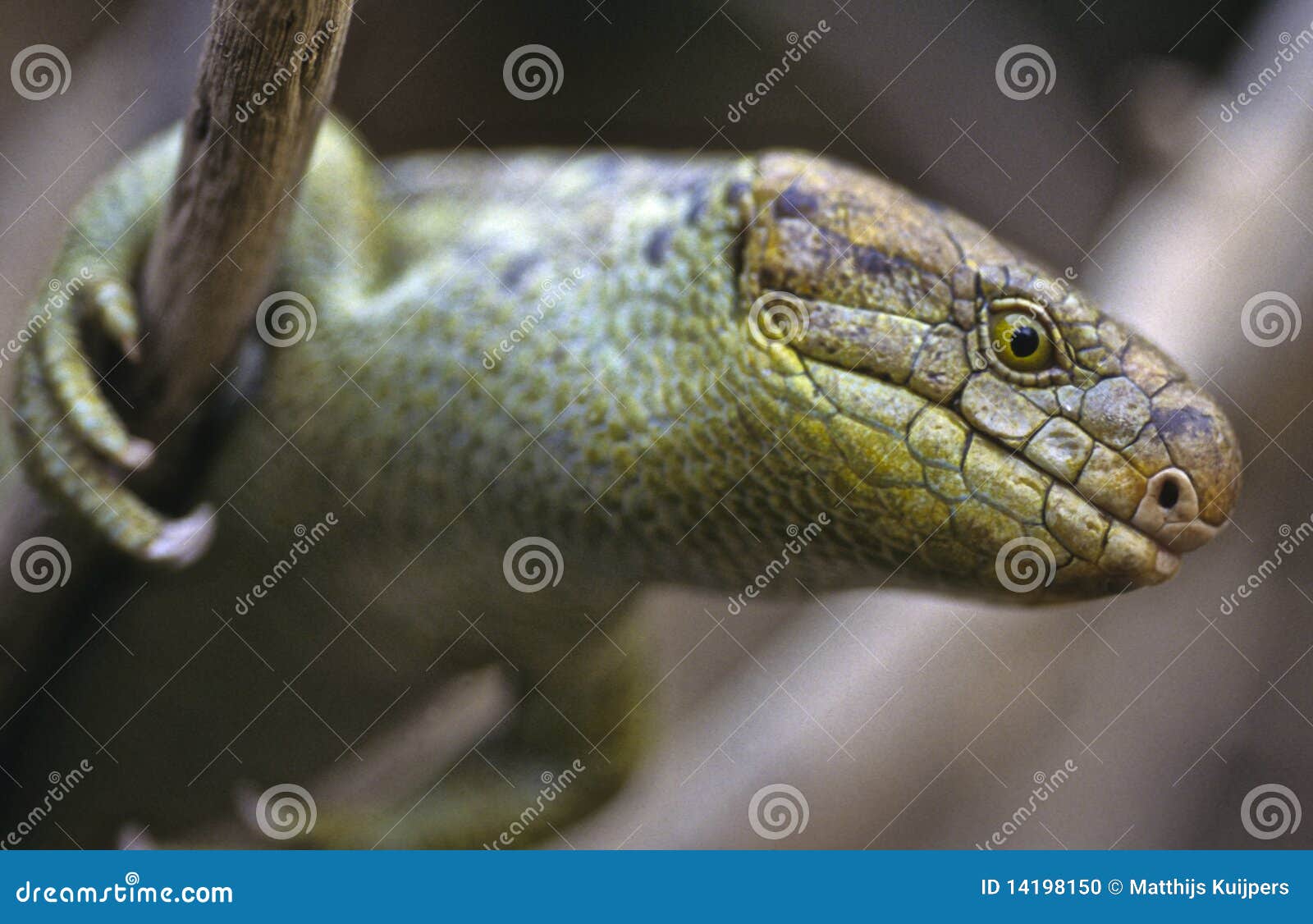 Prehensile-tailed skink stock photo. Image of islands - 14198150