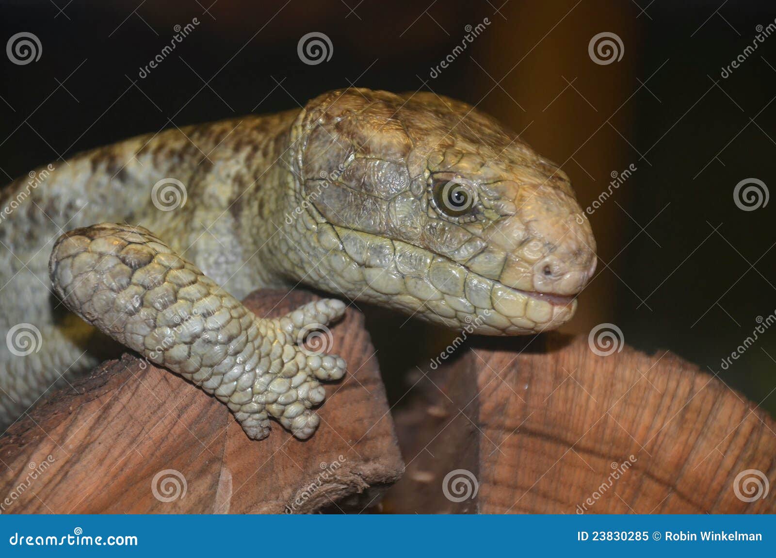 Pup Prehensile-tailed Porcupine, Coendou Prehensilis, Isolated Stock ...