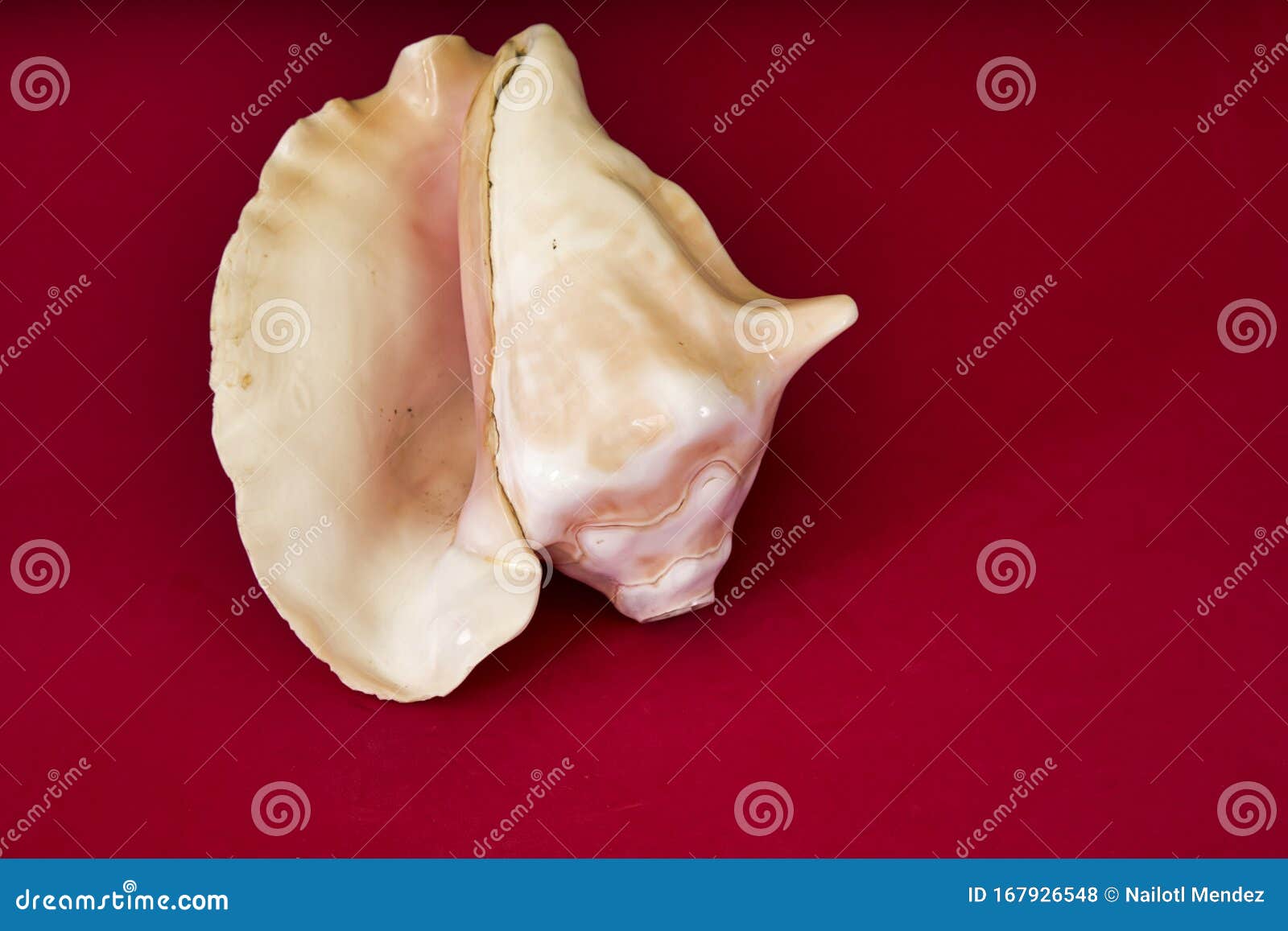 Prehispanic Instrument of Mexico, Caracol Azteca Stock Photo - Image of ...