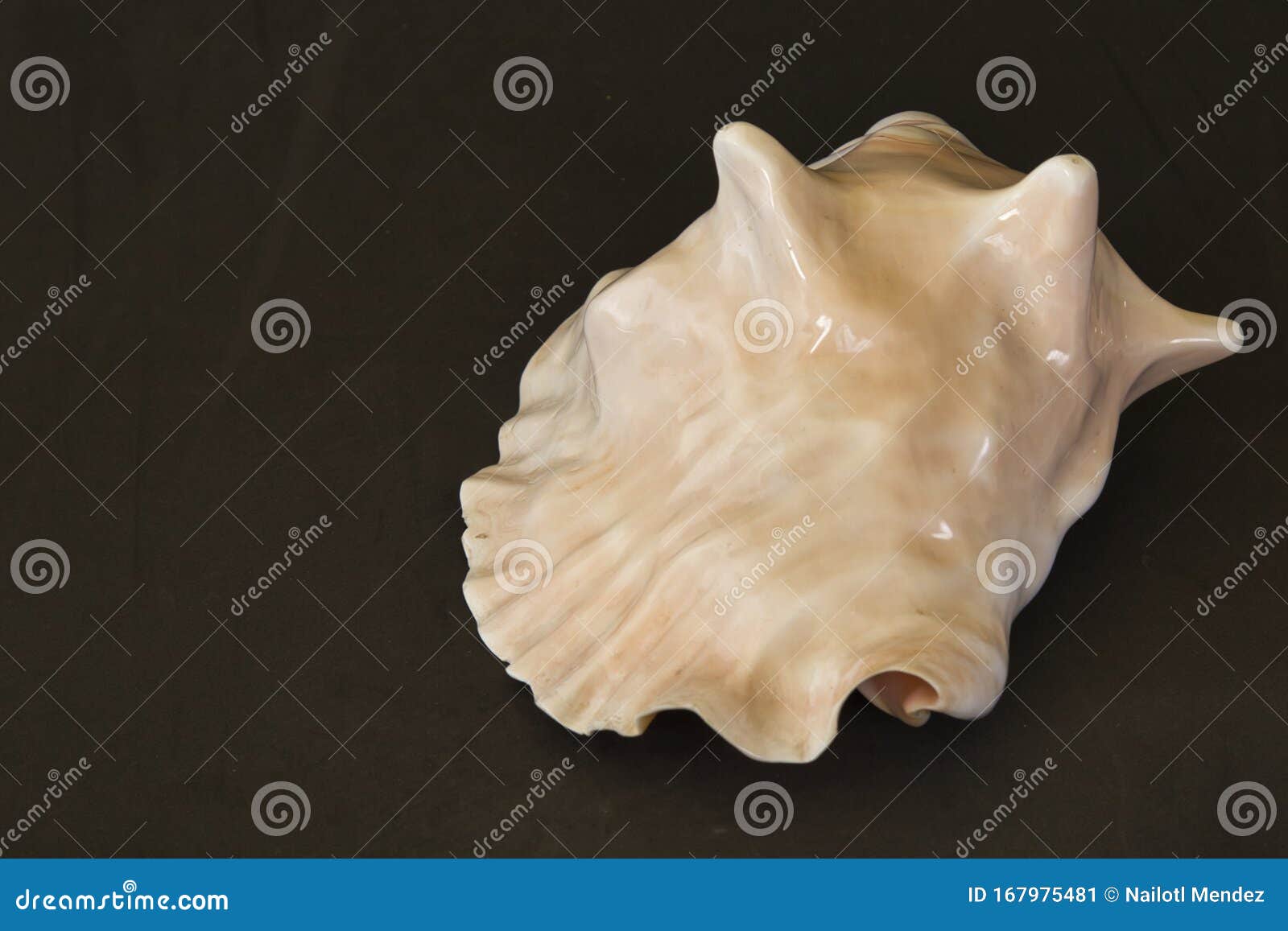 Prehispanic Instrument of Mexico, Caracol Azteca Stock Image - Image of ...