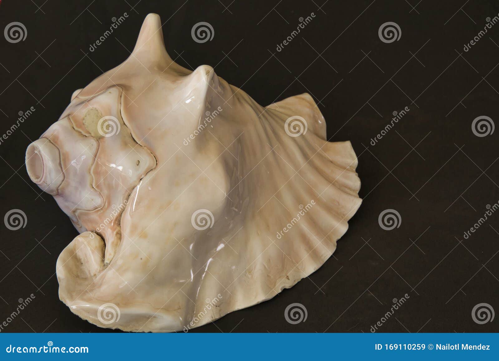 Prehispanic Instrument of Mexico, Caracol Azteca Stock Image - Image of ...