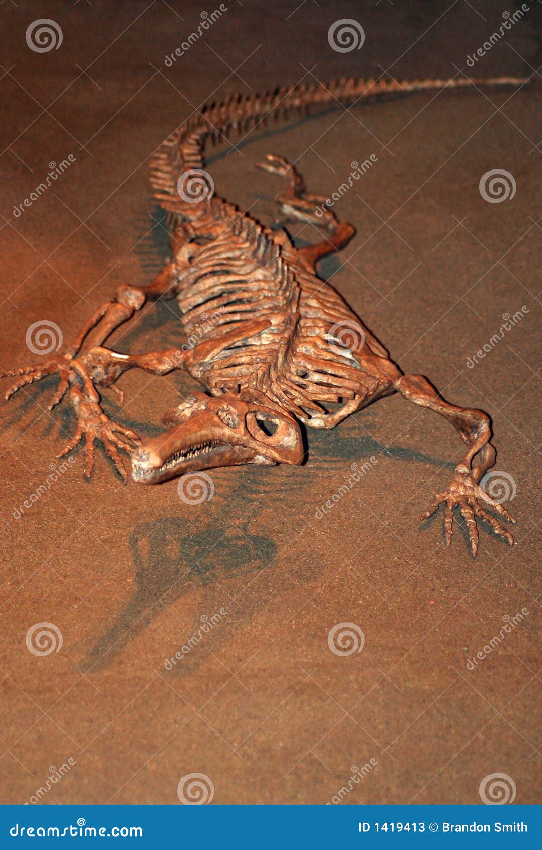 Prehistoric stock image. Image of fossil, predator, dead - 1419413