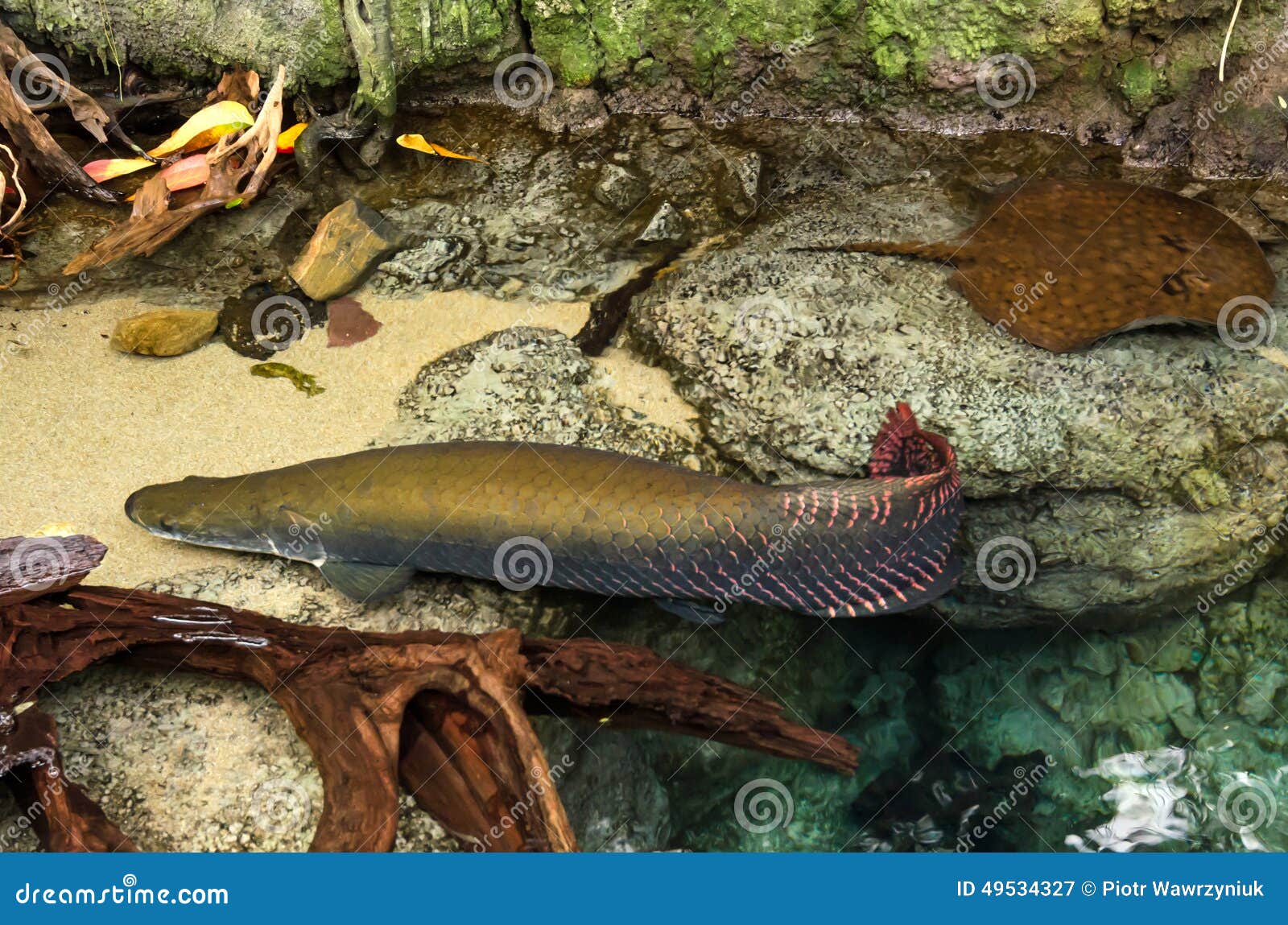 Arapaima Fish - Pirarucu Arapaima Gigas One Largest Freshwater Fish And ...