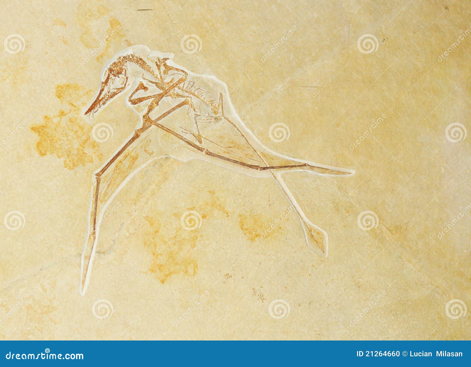 21,685 Prehistoric Background Stock Photos - Free & Royalty-Free Stock ...