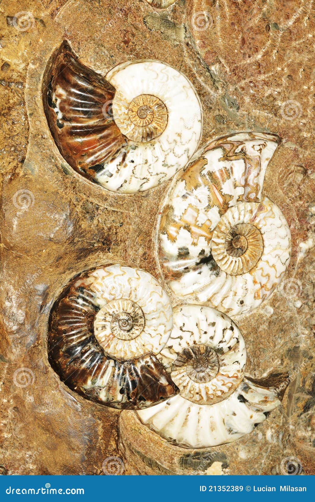 Prehistoric Background Stock Photo | CartoonDealer.com #21264660