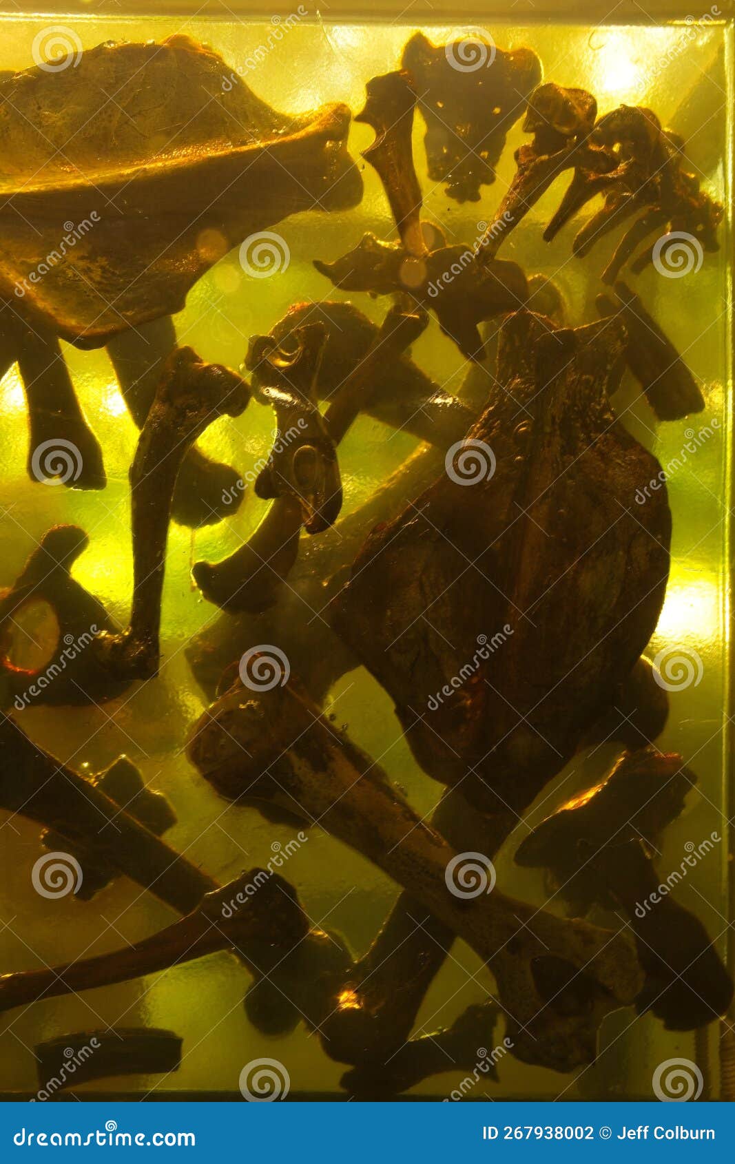 Prehistoric Bones Floating in a Block of Resin Stock Photo - Image of ...