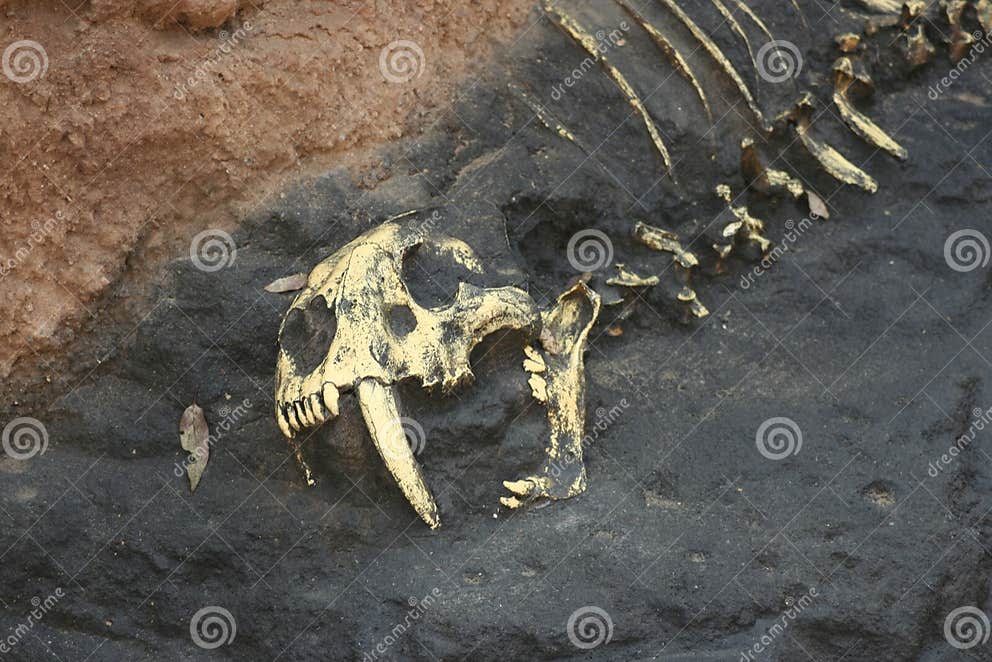 Prehistoric Bones in Rock stock image. Image of archaeology - 19670679