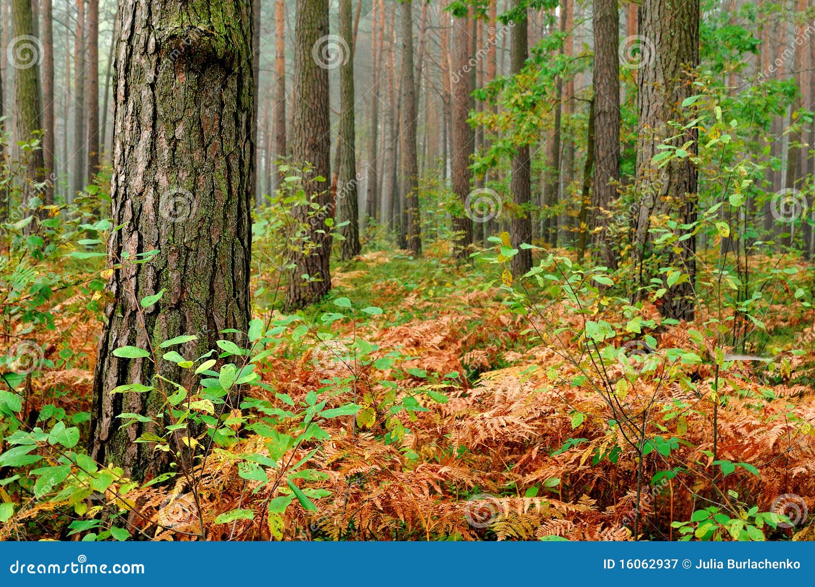 Prehistoric forest stock image. Image of park, brown - 16062937