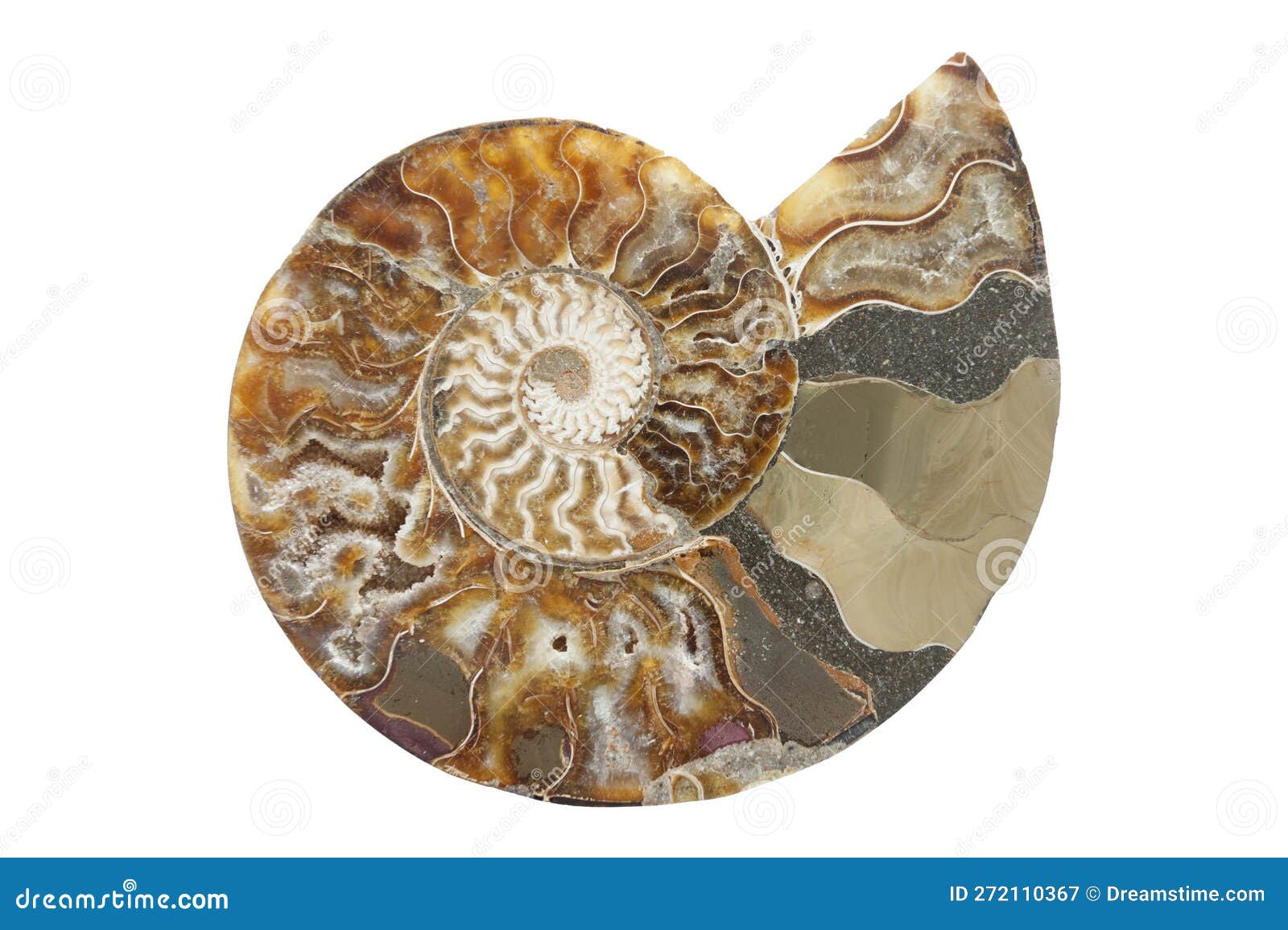 Prehistoric Fossil Section of an Ammonite Stock Image - Image of ...