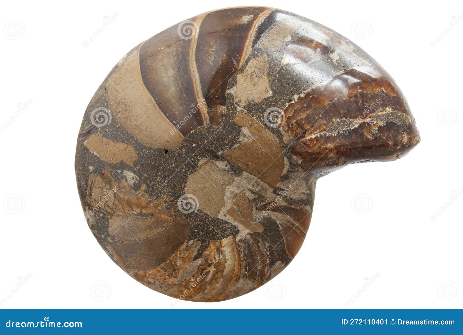 Prehistoric Fossil Section of an Ammonite Stock Image - Image of layer ...