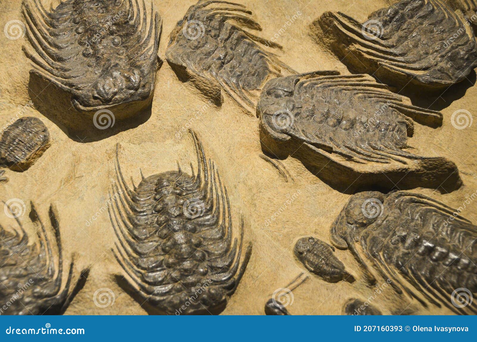 Prehistoric Fossilized Insects on Yellow Sand Stock Image - Image of ...