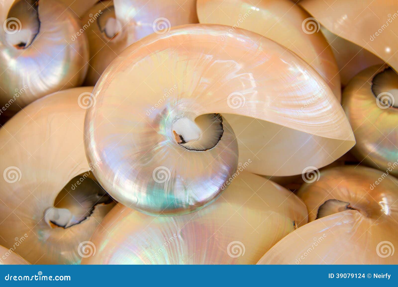 Prehistoric nautilus shell stock photo. Image of fossil - 39079124