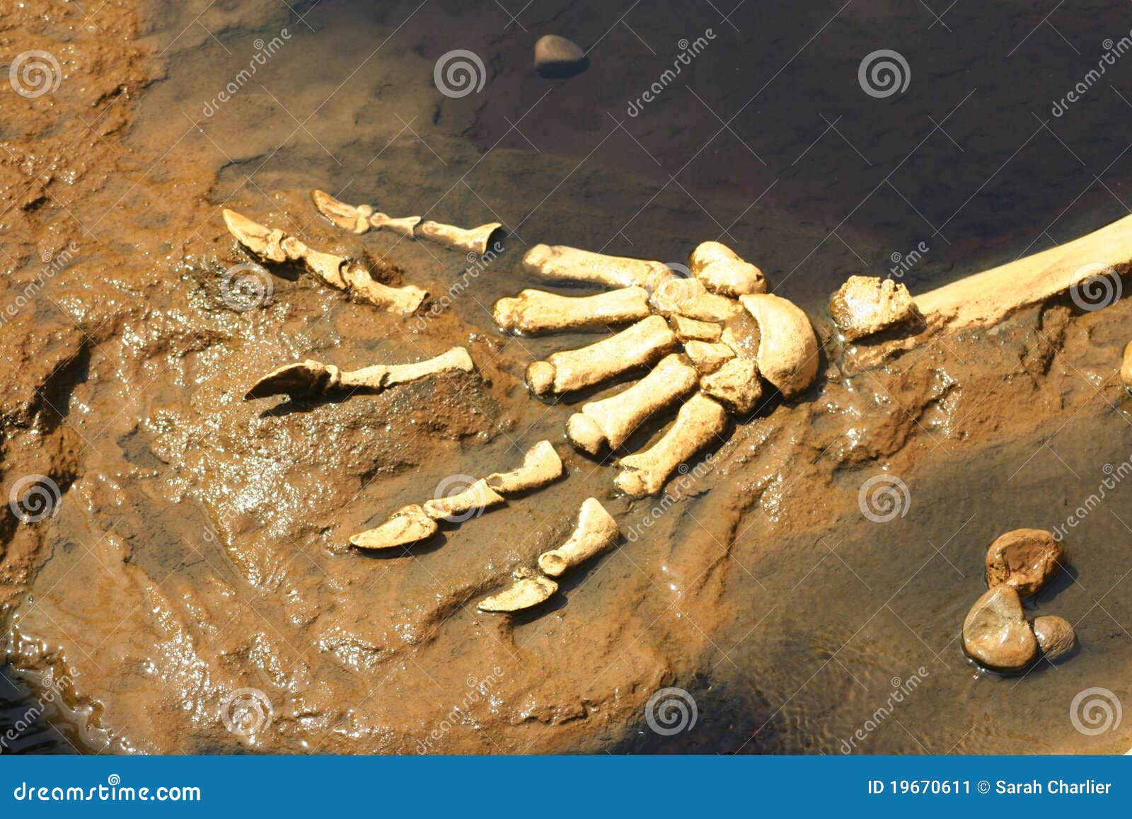 Prehistoric Predator Claws stock image. Image of predator - 19670611