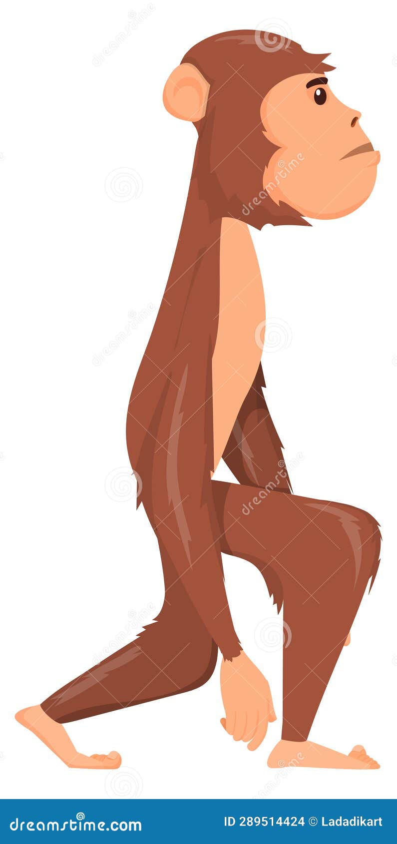 Prehistoric Primate. Human Extinct Species. Evolution Form Vector ...