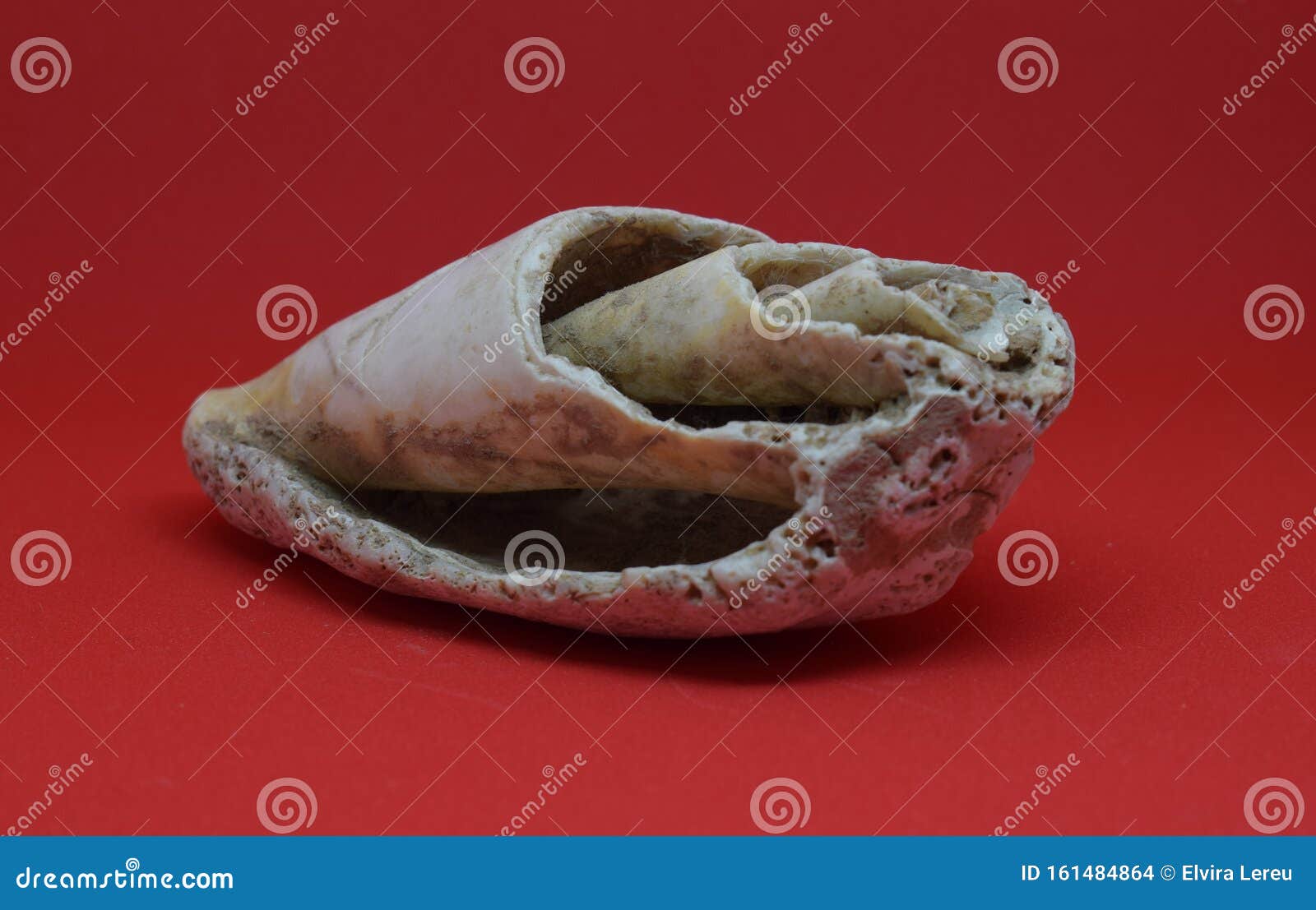 Strombus Bobonius Prehistoric Seashell Side View On White Background ...