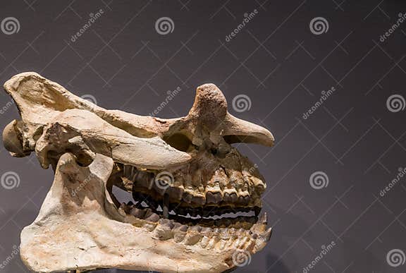Prehistoric Skull and Jaw stock image. Image of anatomy - 86224351