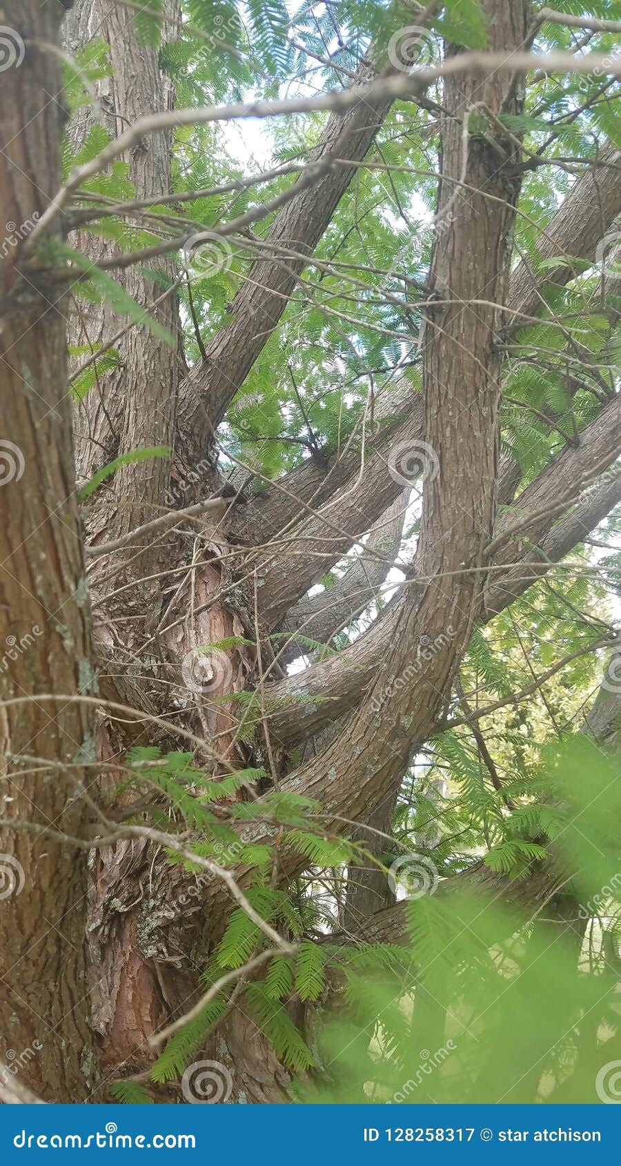 Prehistoric Tree Stock Image | CartoonDealer.com #78982249