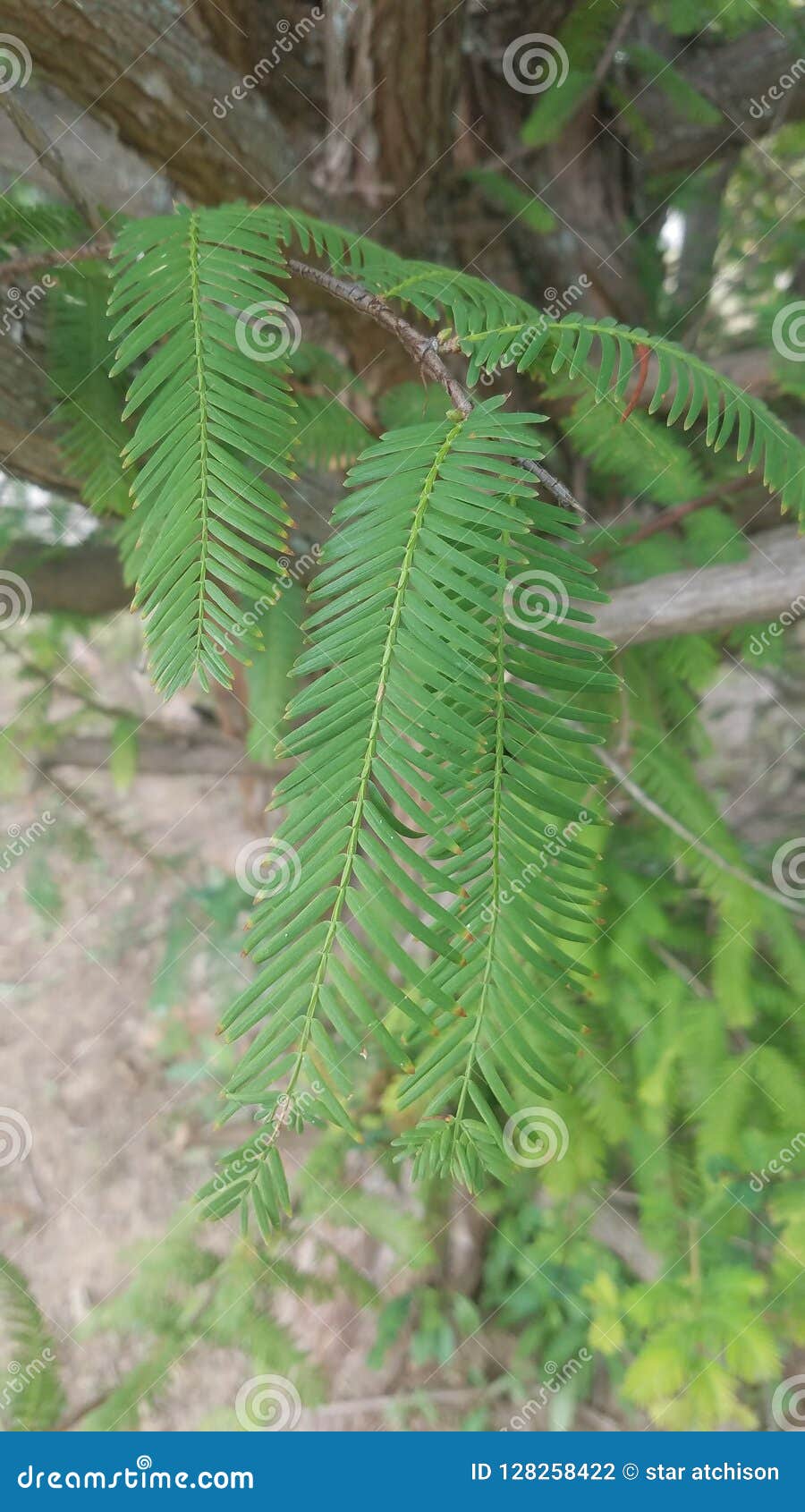 Prehistoric Tree Stock Image | CartoonDealer.com #41562865