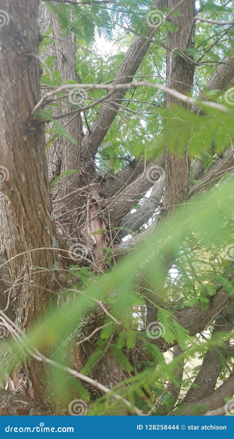 Prehistoric Tree Royalty-Free Stock Image | CartoonDealer.com #78983104