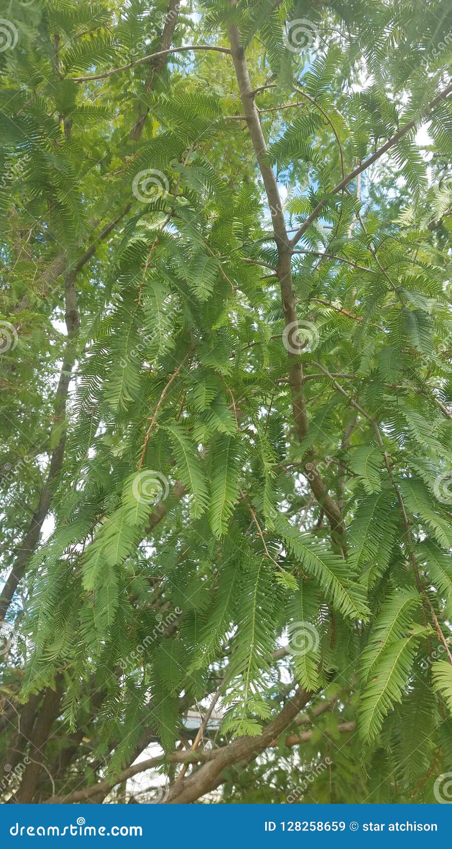 Prehistoric Tree Stock Image | CartoonDealer.com #78982249