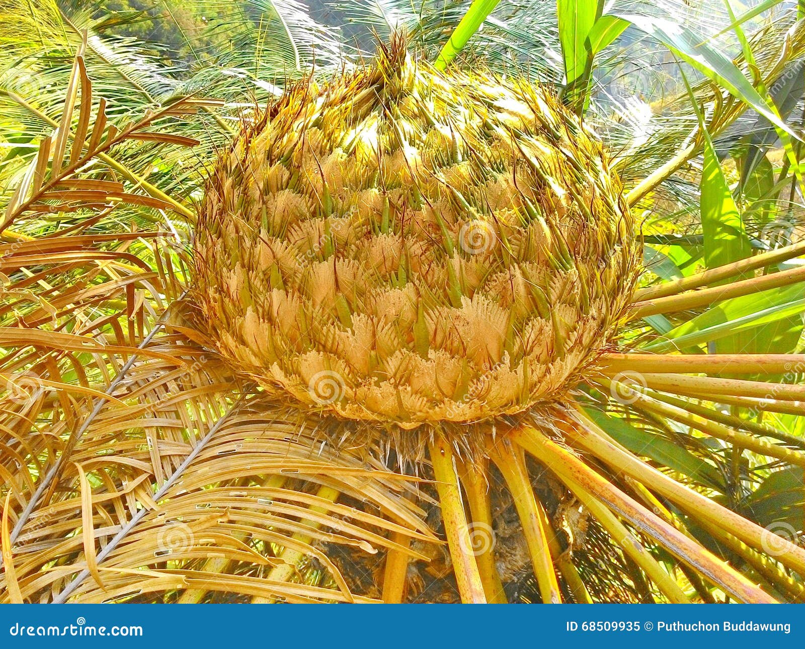 Prehistoric tree stock image. Image of jurassic, trees - 68509935