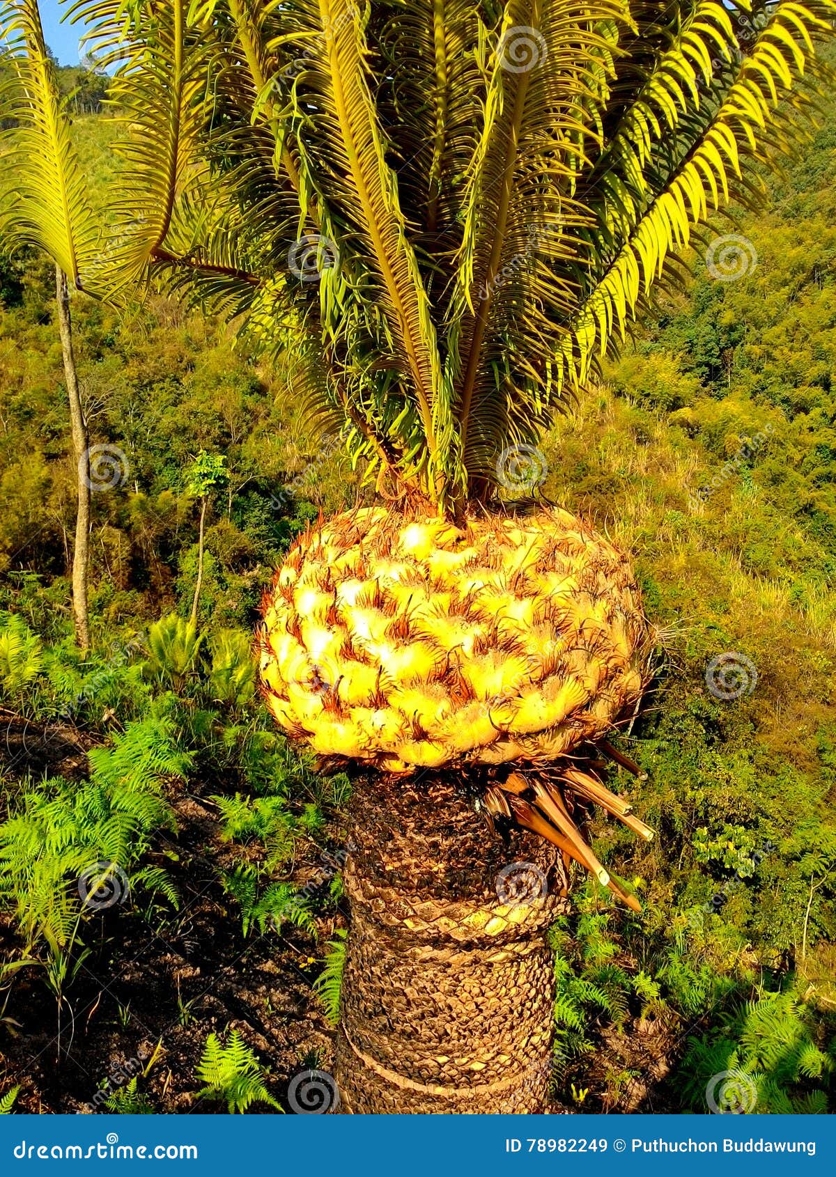 Prehistoric tree stock image. Image of trees, primitive - 78982249