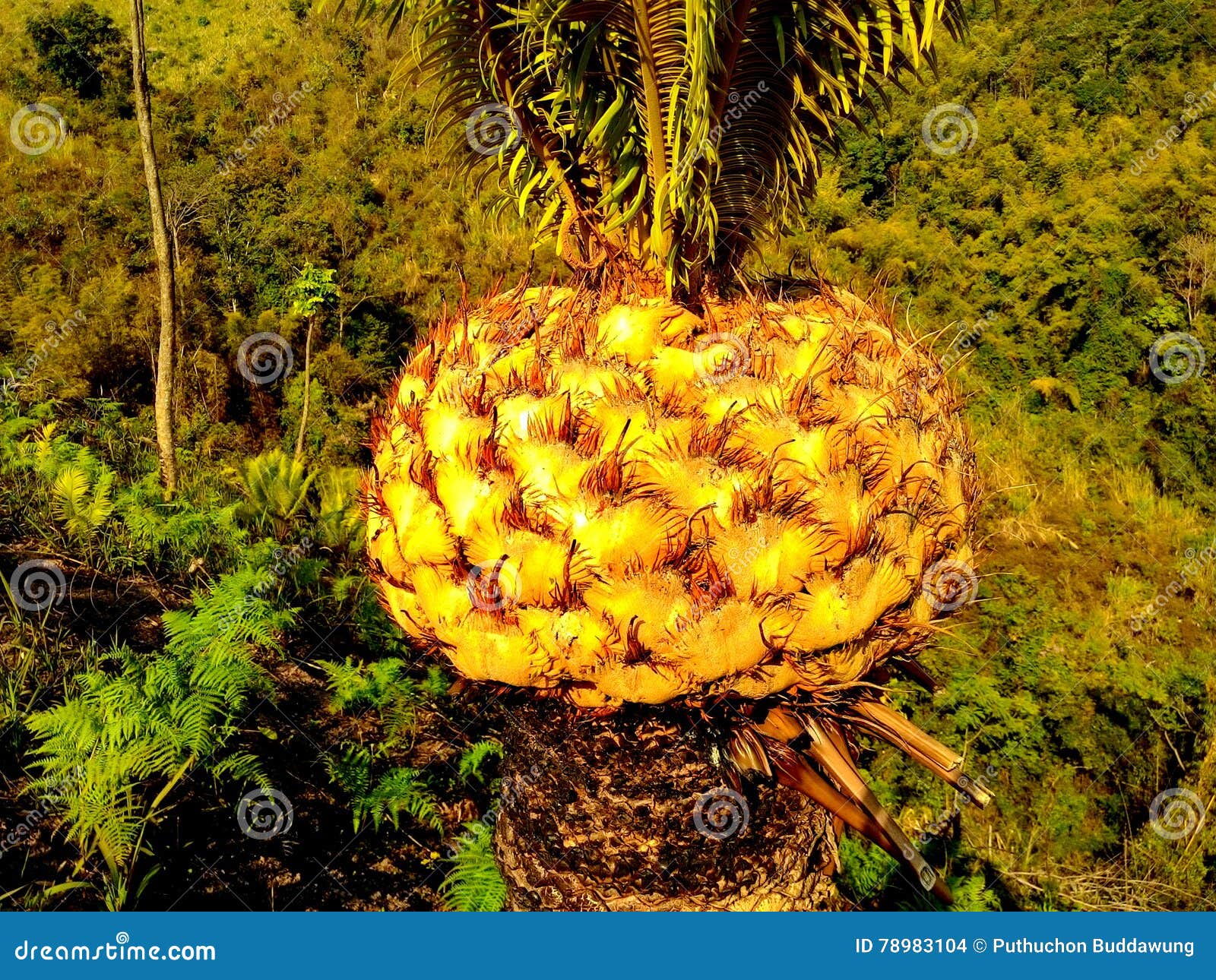 Prehistoric tree stock photo. Image of plants, fern, primitive - 78983104