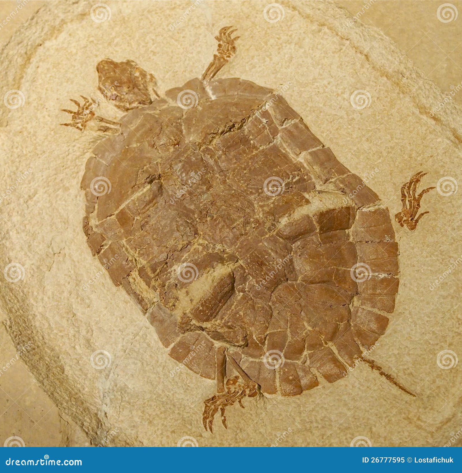 Prehistoric Turtle Fossil Model Editorial Image - Image of sandstone ... Prehistoric Turtle Fossil Model Editorial Image - Image of sandstone ...