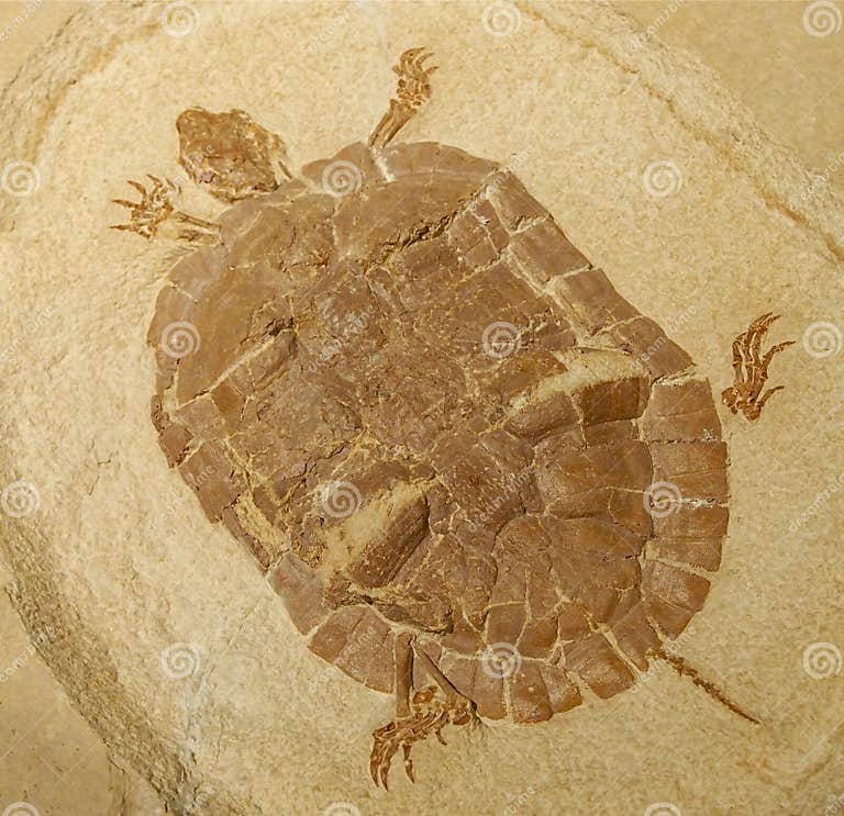 Prehistoric Turtle Fossil Model Editorial Image - Image of sandstone ...