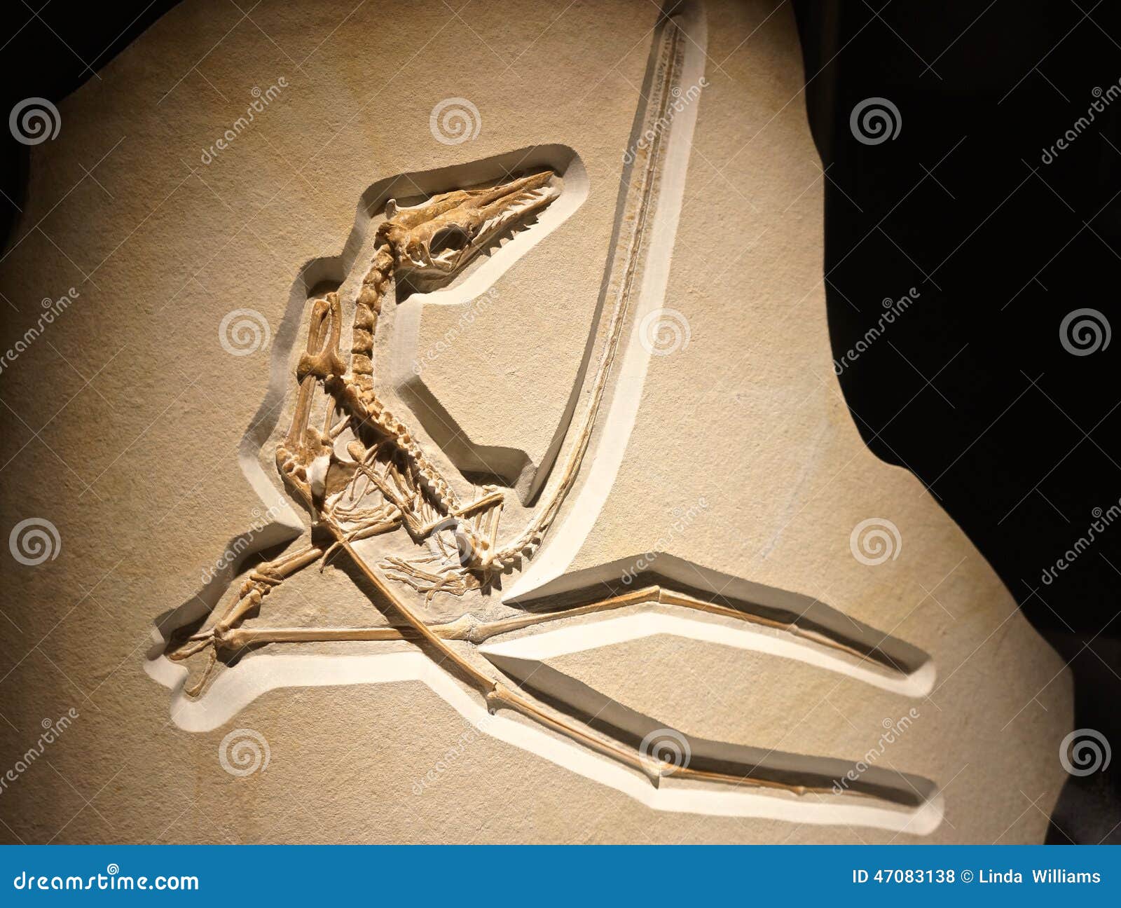 Pterodactyl Dinosaur Skeleton
