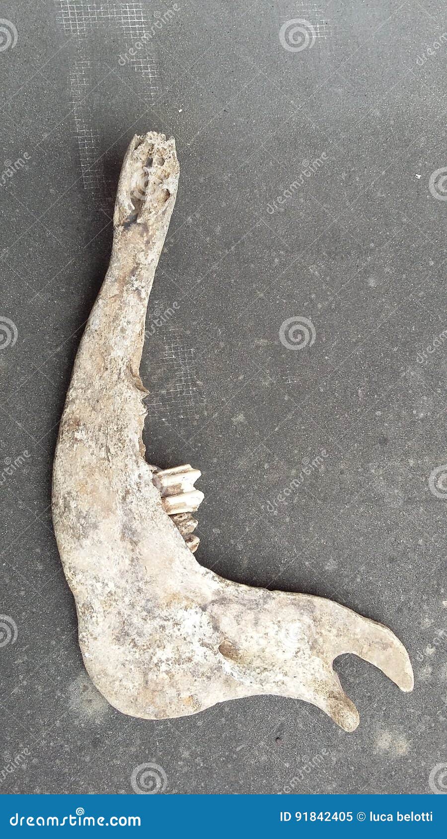 PrehistoryÂ editorial image. Image of tooth, jawbone - 91842405