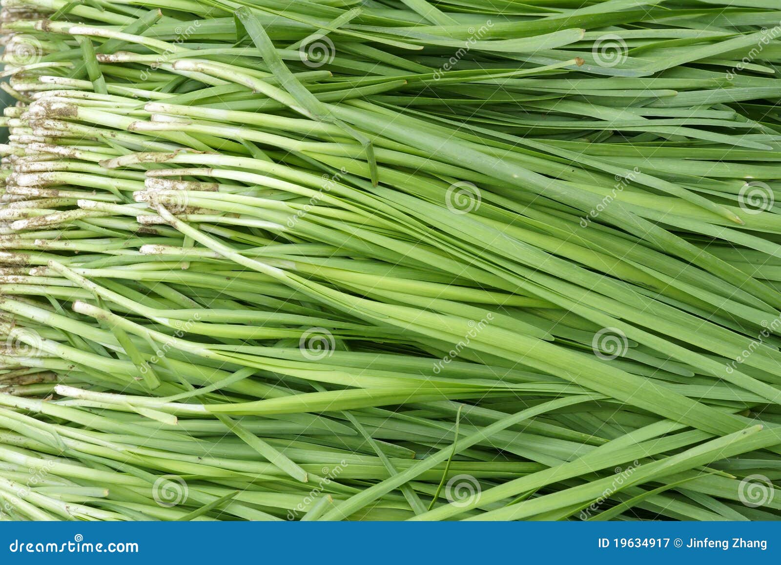 Prei stock afbeelding. Image of plantaardig, oogst, schildpad - 19634917