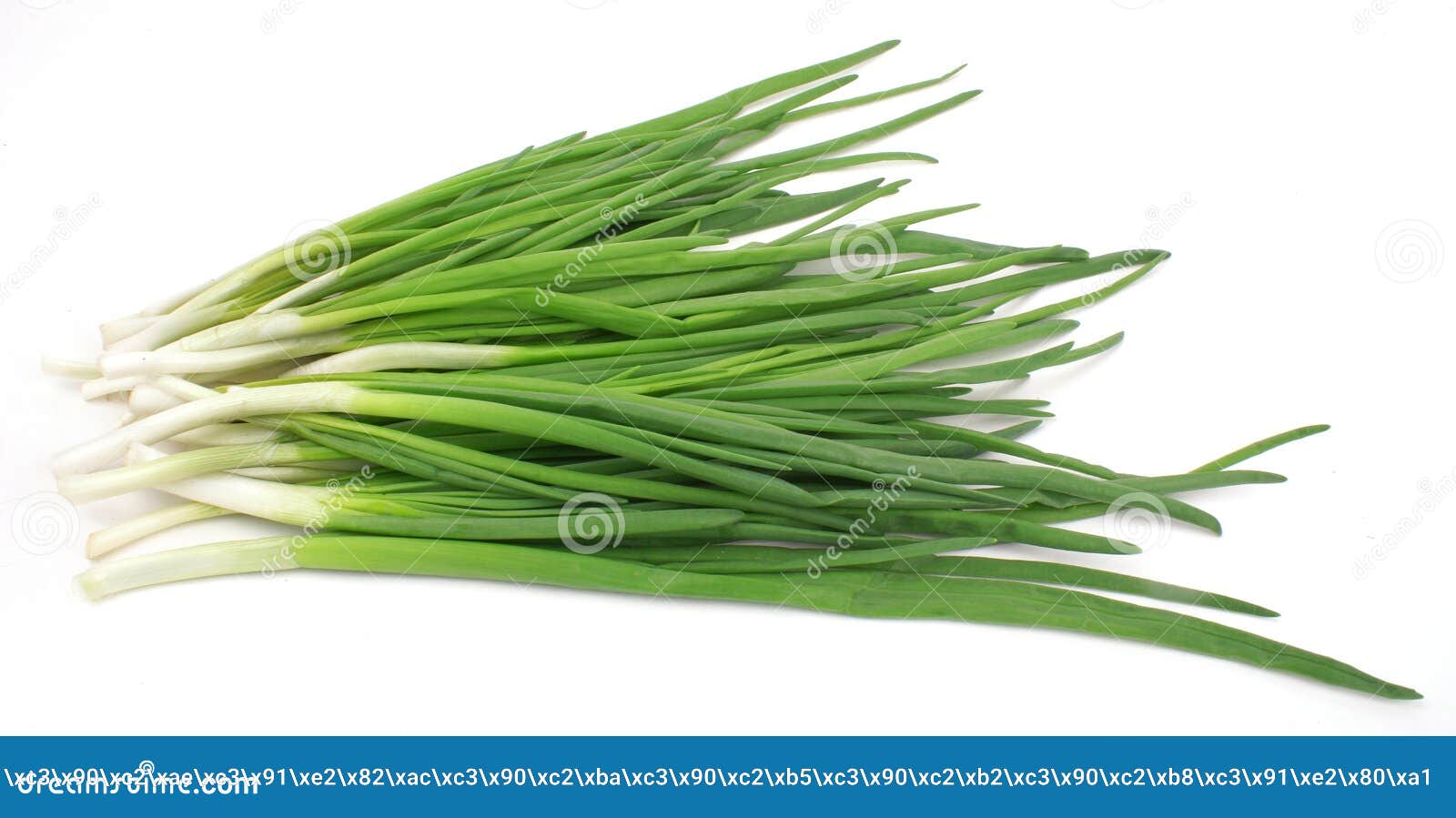 Prei stock afbeelding. Image of geïsoleerd, studio, vers - 9524347