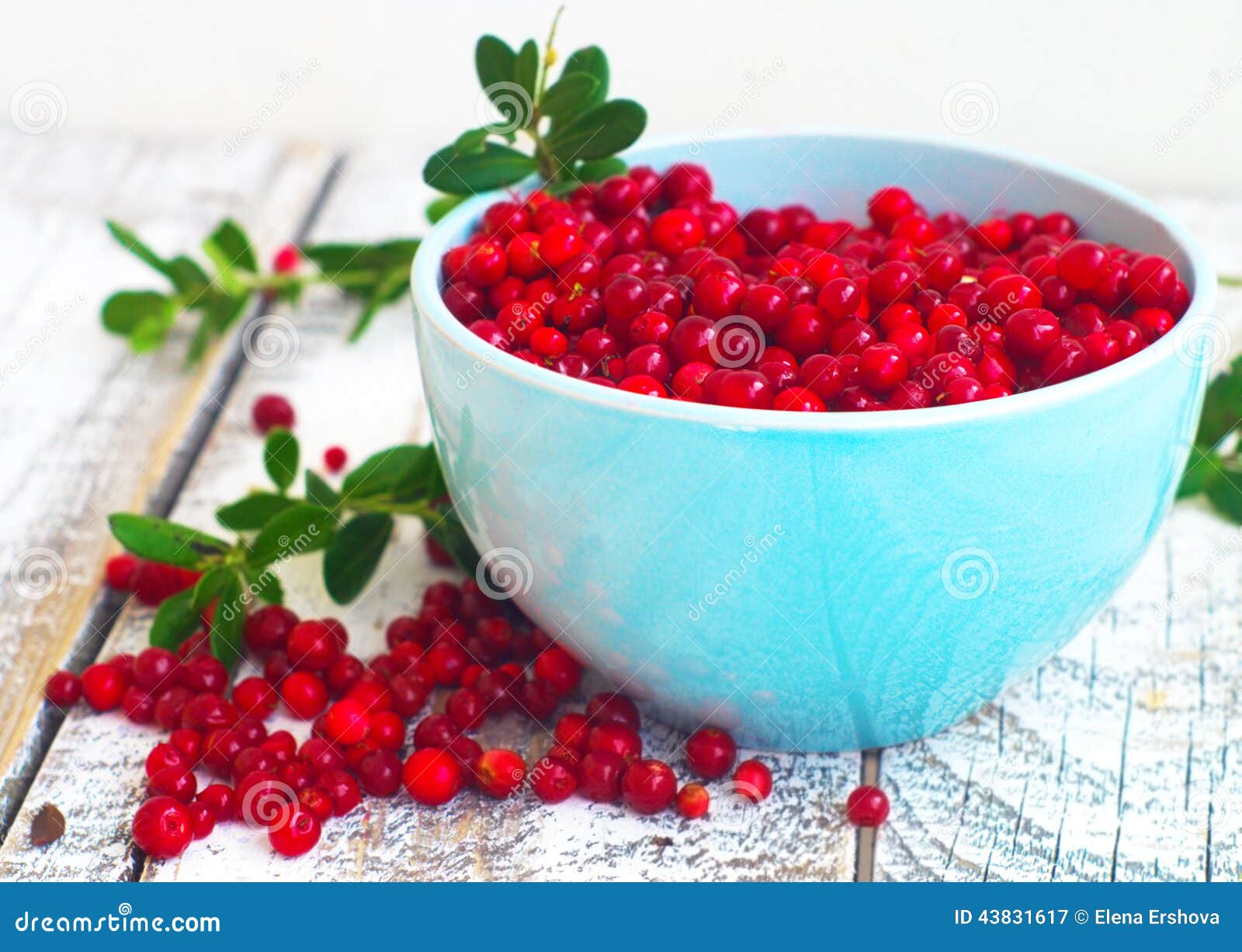 Preiselbeeren stockbild. Bild von reif, wald, blätter - 43831617