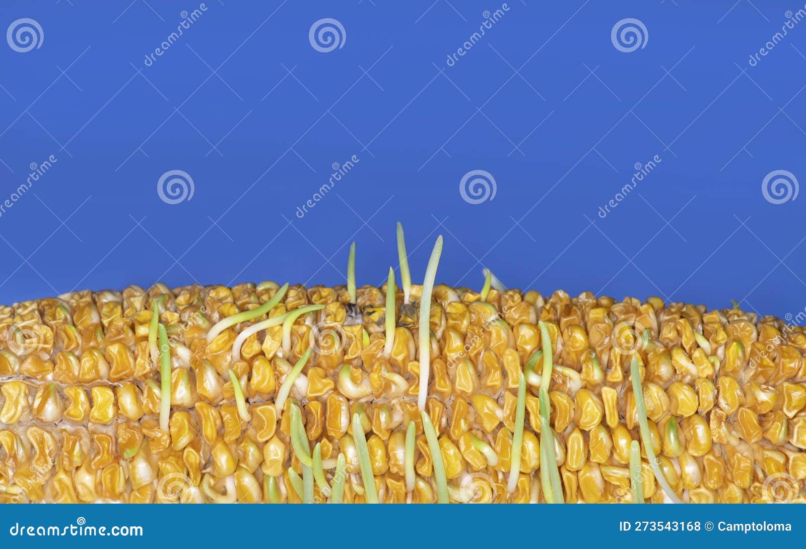 Germination Of Corn Grain On A White Background, Close-up. Corn Roots ...