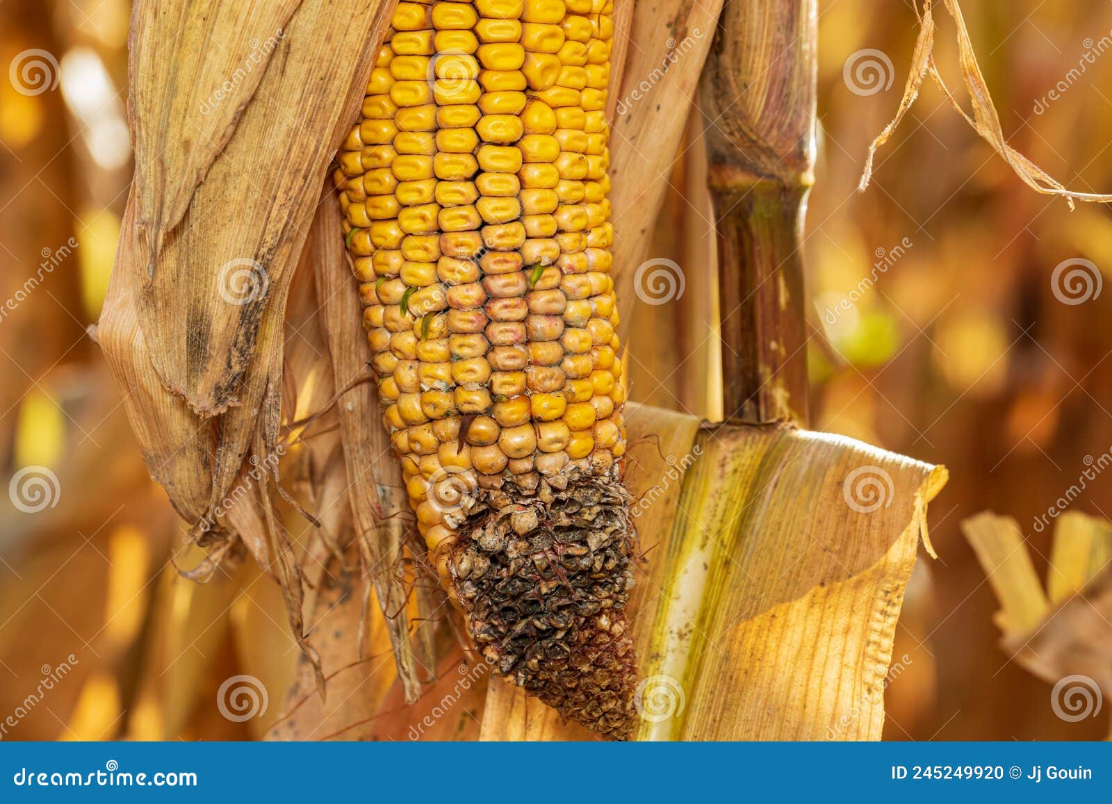 Premature Germination And Sprouting Of Corn Kernels On Cob, Blue ...