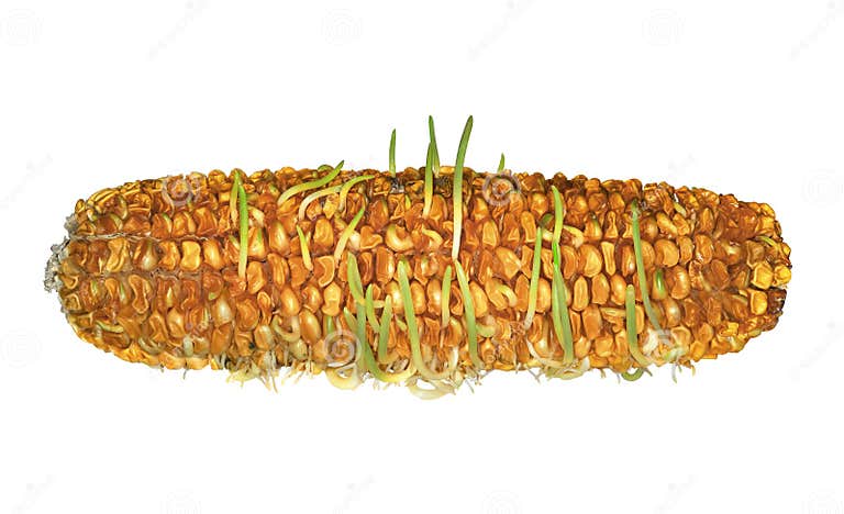 Premature Germination and Sprouting of Corn Kernels on Cob, Ear of Corn ...