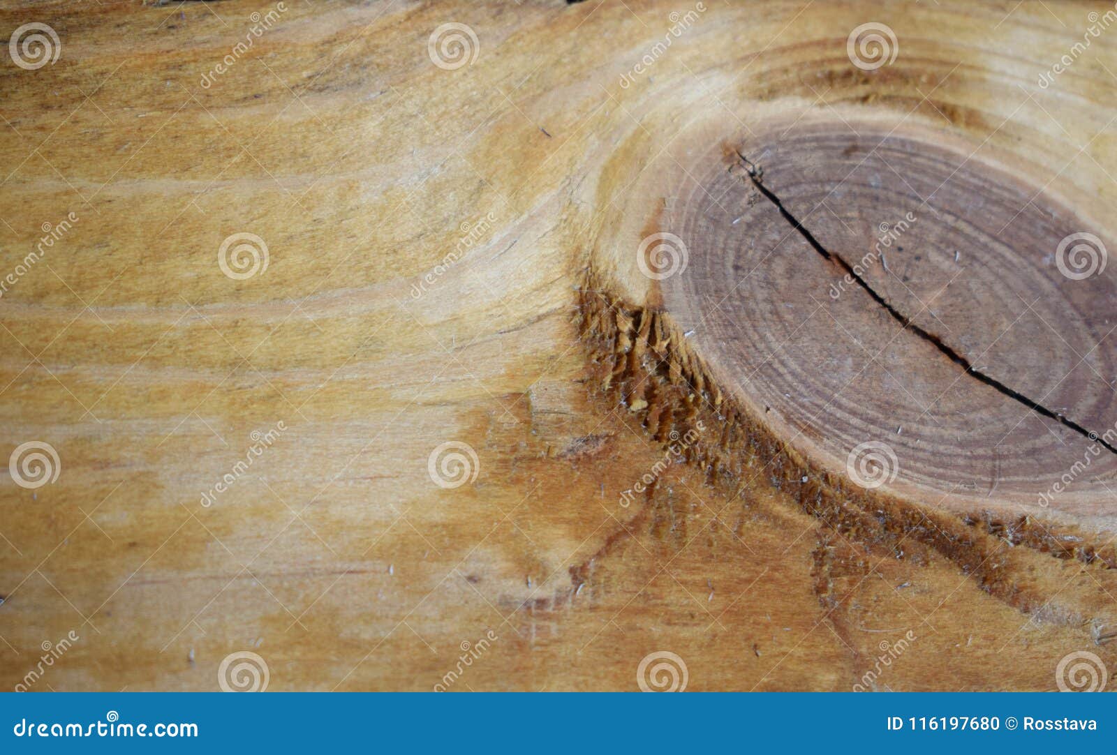 Tree in a Cut - Textural Background Stock Photo - Image of surface ...