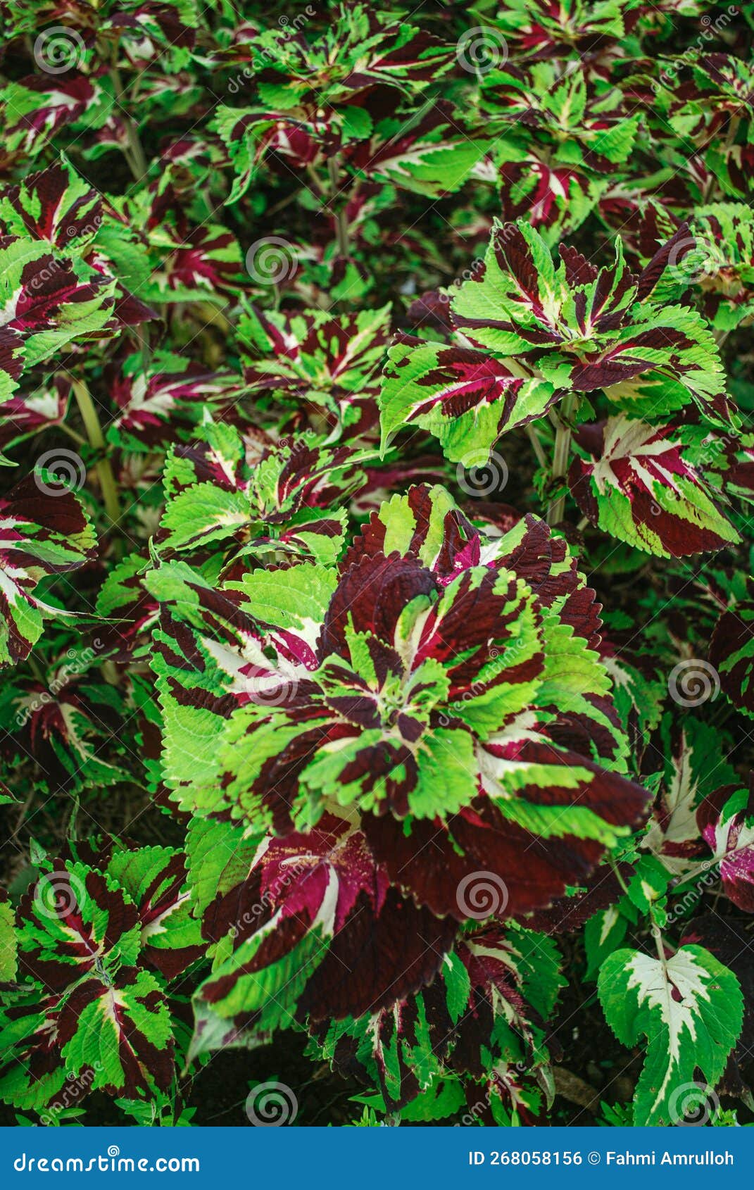 Premium Shade Coleus stock photo. Image of fall, fresh - 268058156