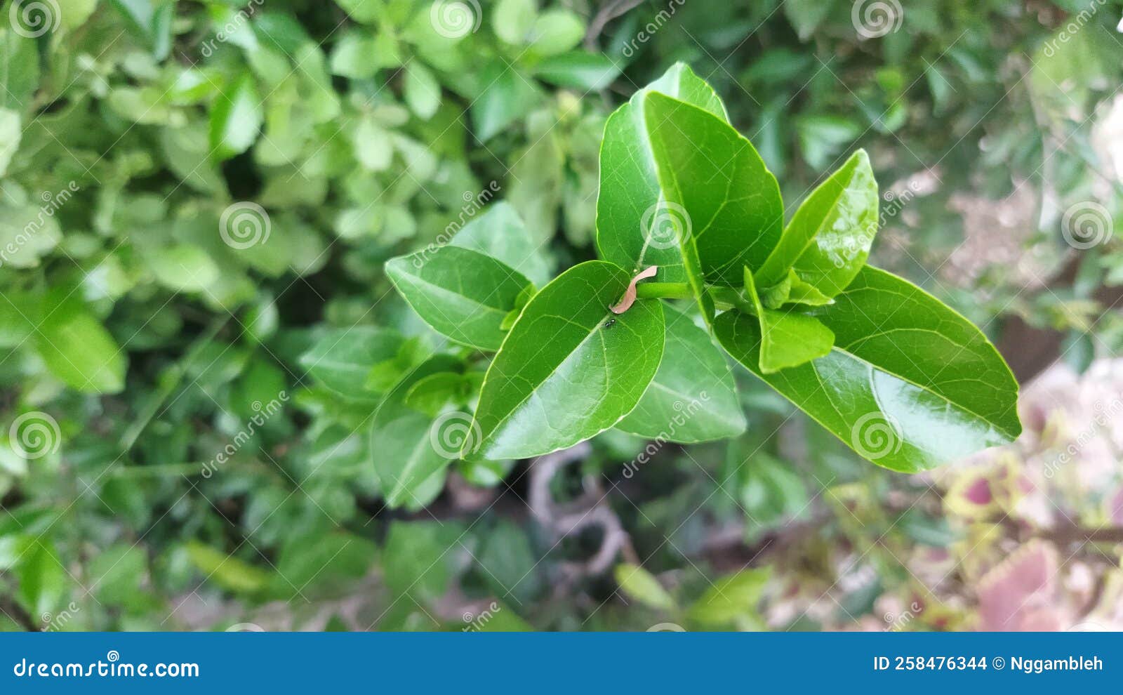 Premna Microphylla shoots stock photo. Image of premna - 258476344