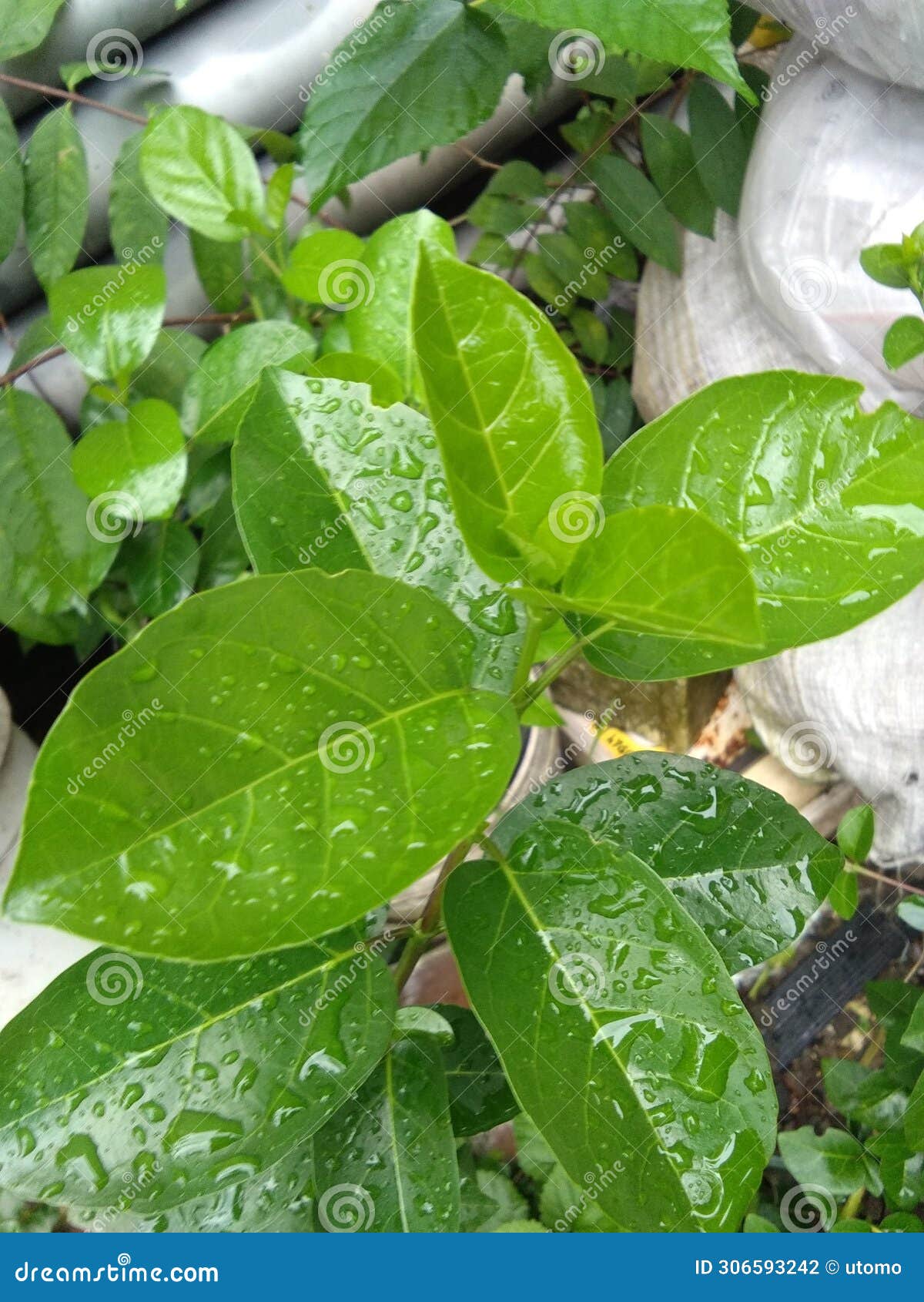 Premna micropilla plants stock photo. Image of micropilla - 306593242