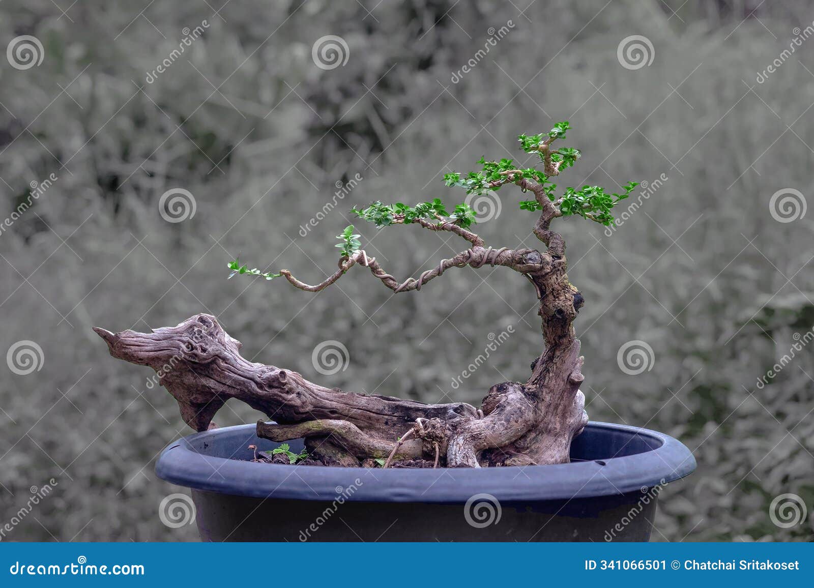A Small Premna Tree Is Shaped Into A Free-form Bonsai In Nature ...