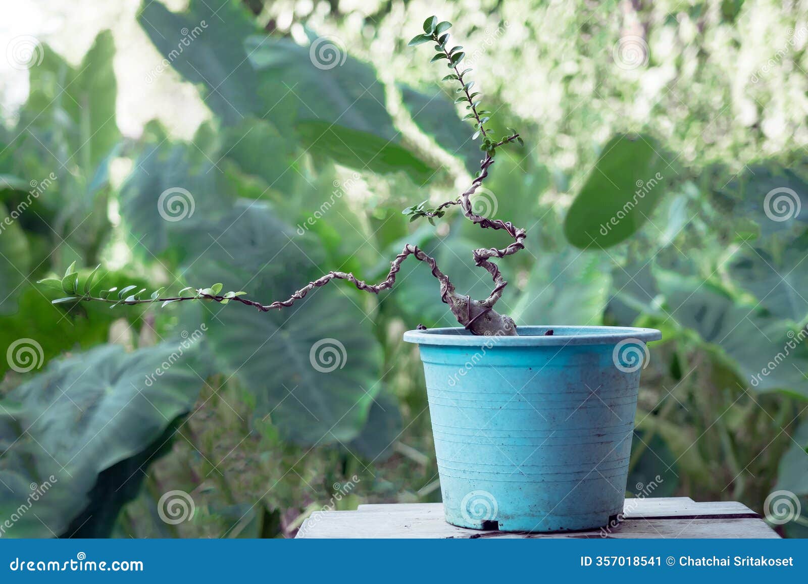 The Premna Tree is in the Process of Creating a Bonsai Stock Image ...