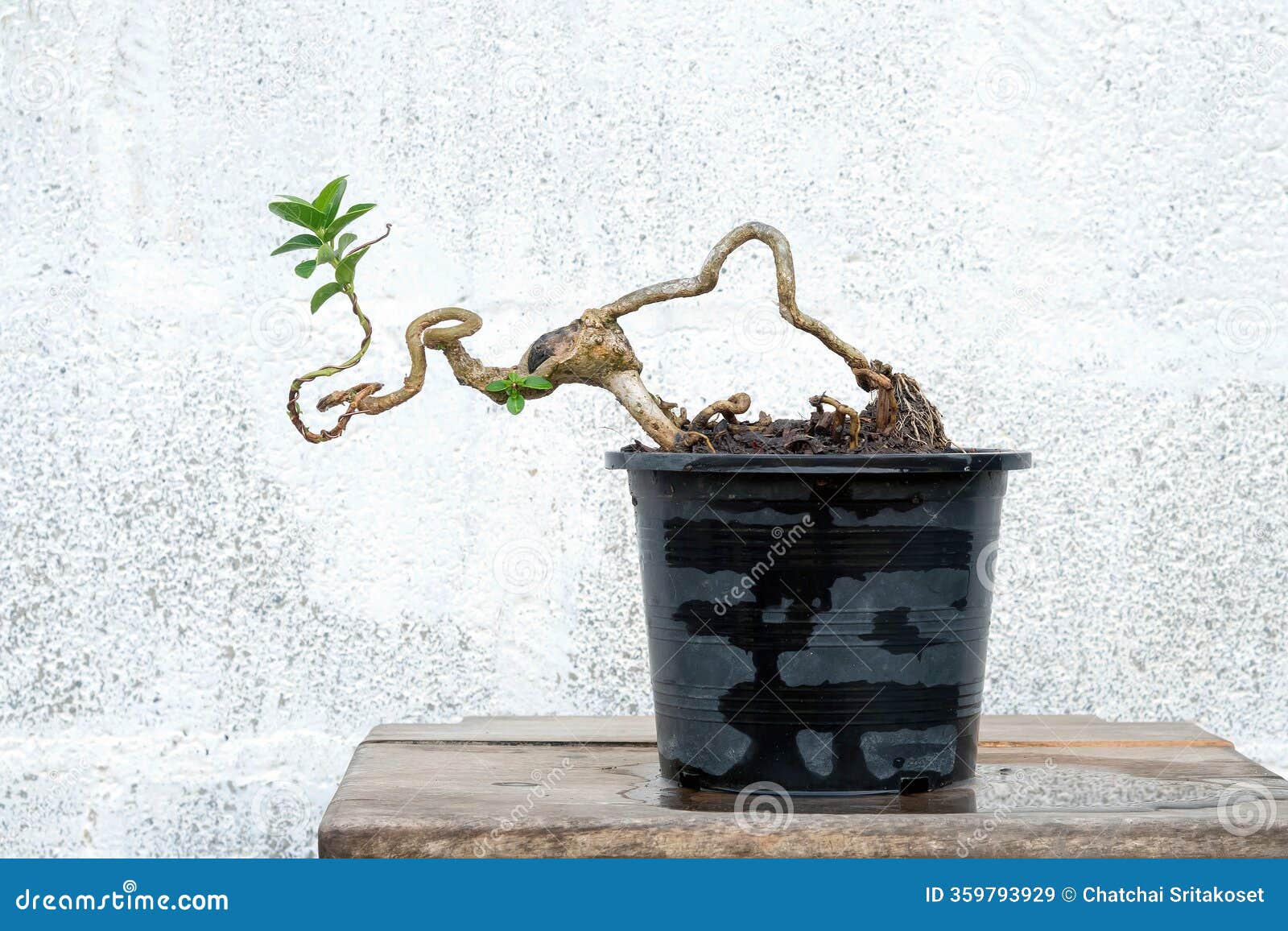 The Premna Tree is in the Process of Creating a Bonsai Stock Image ...