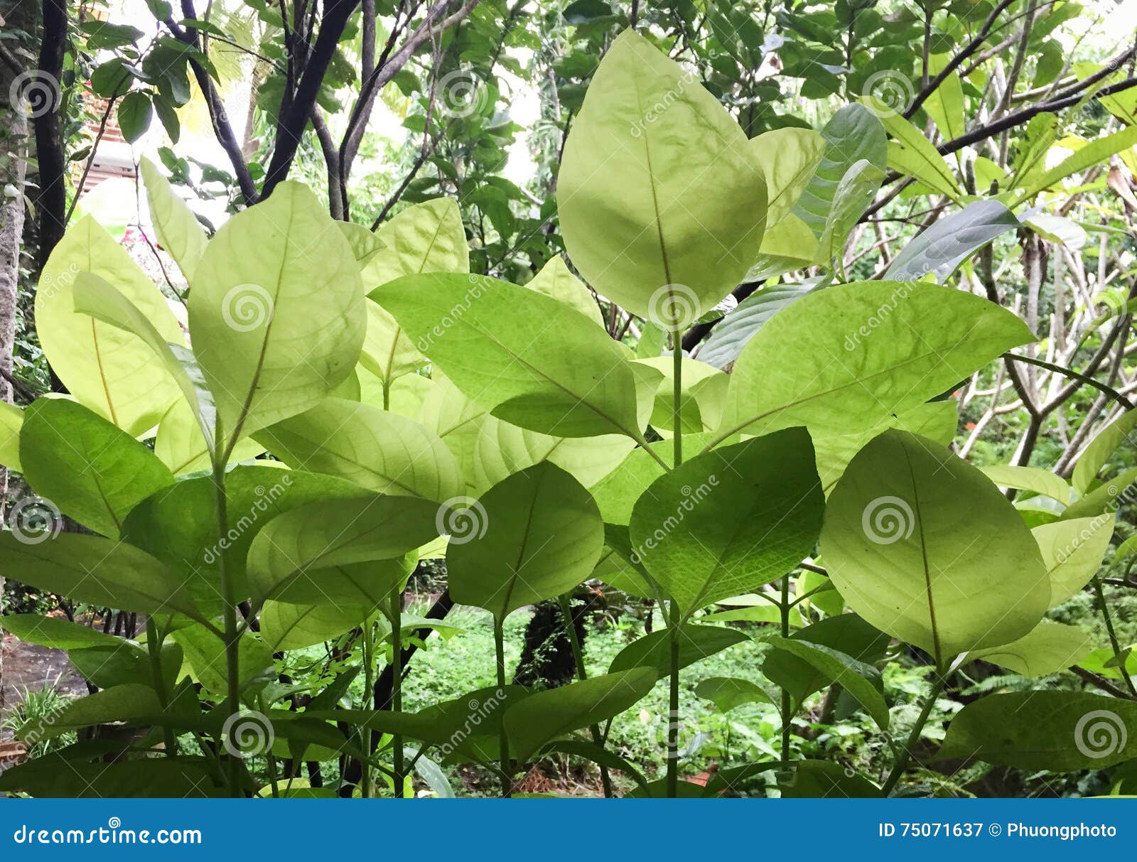 Premna Trees and Leaves at Park in Alishan, Taiwan Stock Image - Image ...