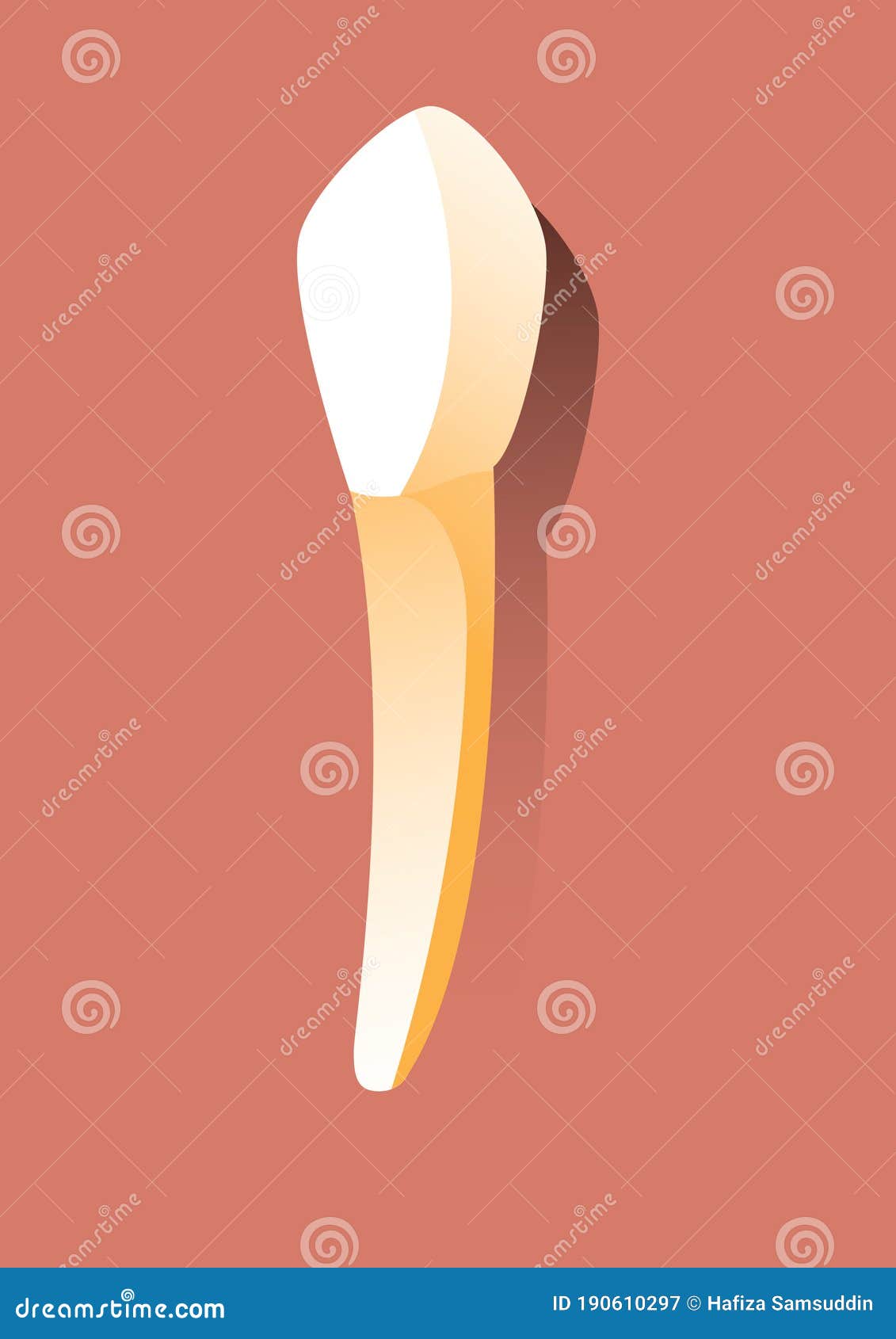 Premolar Tooth. Vector Illustration Decorative Design Stock Vector ...