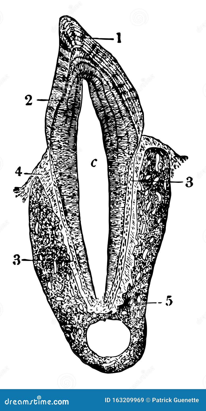 Premolar Tooth, Vintage Illustration Stock Vector - Illustration of ...